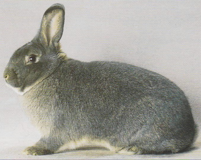 Vídeňský modrošedý :: ZO ČSCH Hlinsko