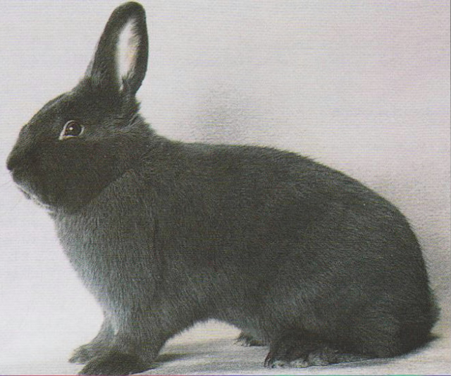 Vídeňský modrý :: ZO ČSCH Hlinsko